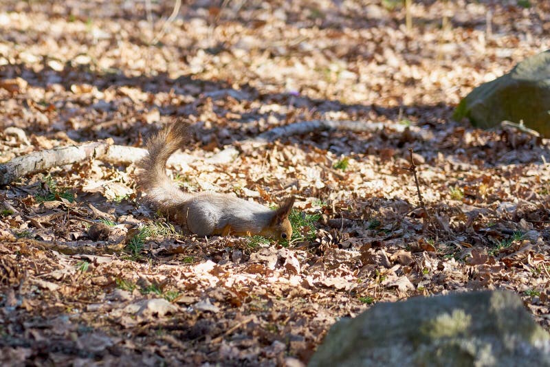 Squirrel Hides Nuts in Dry Foliage in Forest Stock Image - Image of ...