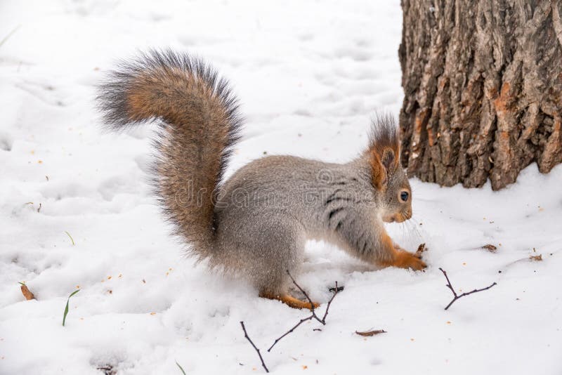 Squirrel Hides Nuts in the White Snow Stock Image - Image of forest ...