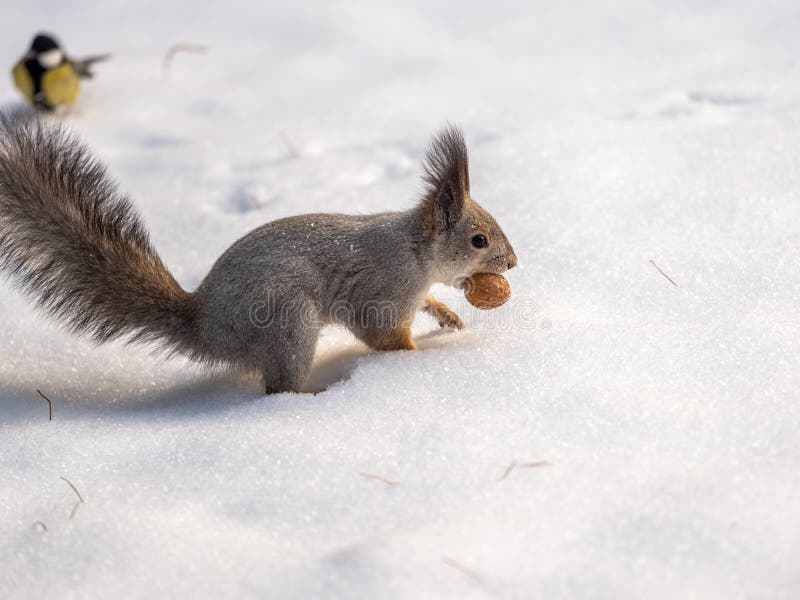 Squirrel Hides Nuts in the White Snow Stock Photo - Image of grey, cute ...