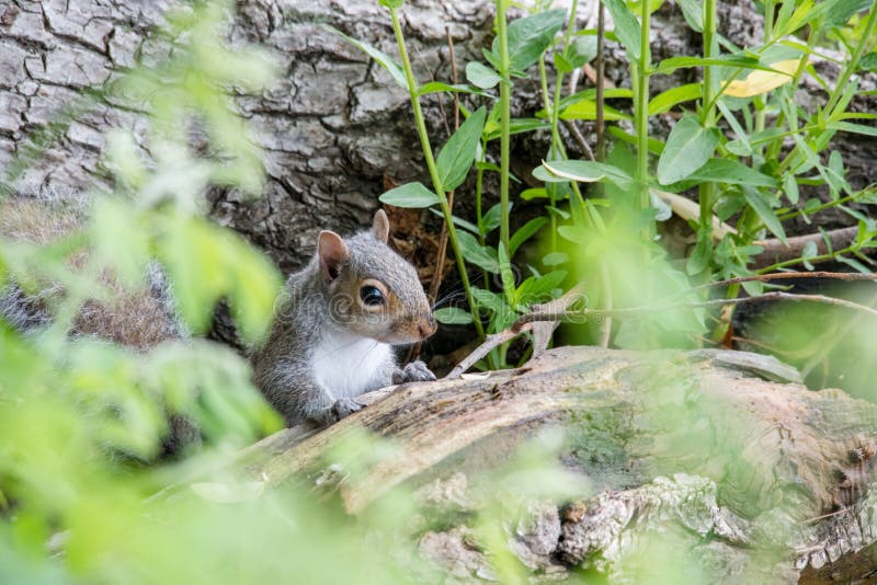 Squirrel in Hiding stock image. Image of green, hiding - 217991517