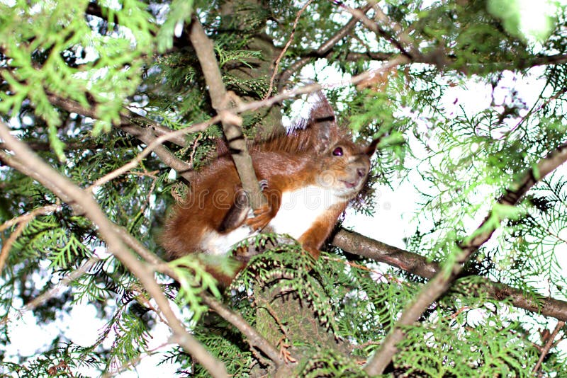 Squirrel Hiding in Leaves of Dense Green Bush Stock Photo - Image of ...