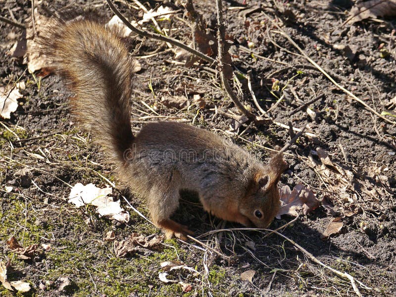 A squirrel hiding a nut stock image. Image of hide, animal - 245919787