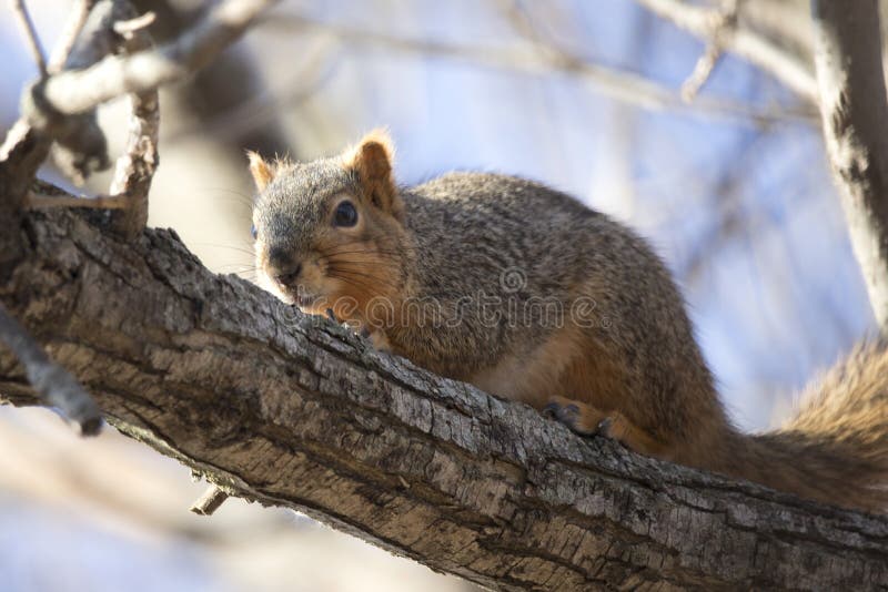 Squirrel Hiding in a Tree in Spring Stock Photo - Image of camouflaged ...