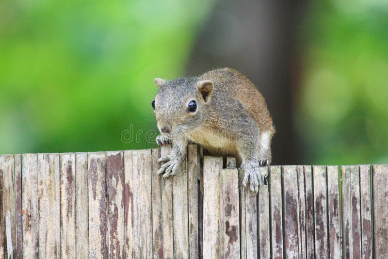 The Squirrel stock image. Image of nature, animal, mammal - 260393875