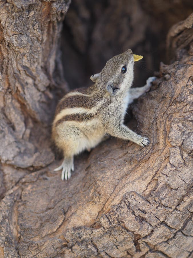 Squirrel Eating on a Tree Branch Stock Photo - Image of darling ...