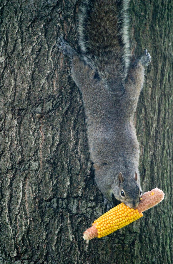 Corn On The Cob On A Squirrel Feeder. Stock Photo - Image of yard ...