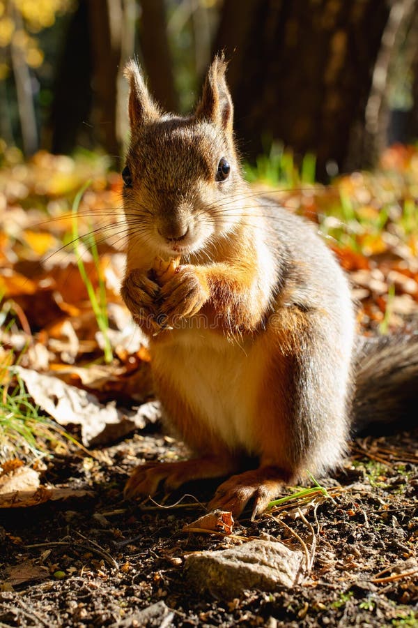 Squirrel Holding Nut in Its Paws. Cute Squirrel Standing on the Ground ...