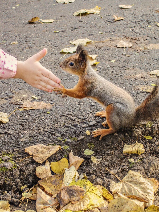Squirrel Holds the Paws of a Child`s Hand. Stock Photo - Image of ...