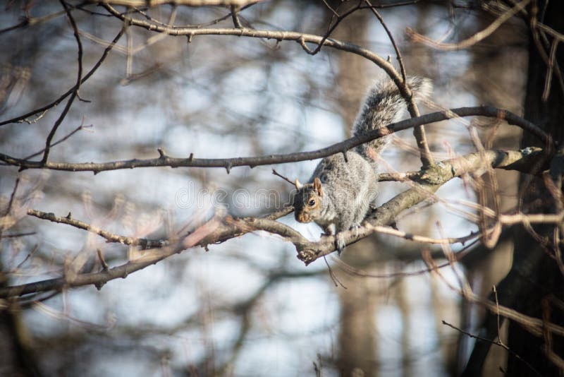 Squirrel Hopping through Bare Trees in Winter Stock Photo - Image of ...