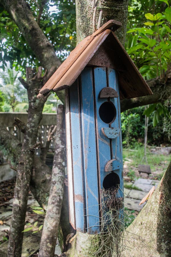 Red squirrel in the house stock photo. Image of fluffy - 36021274