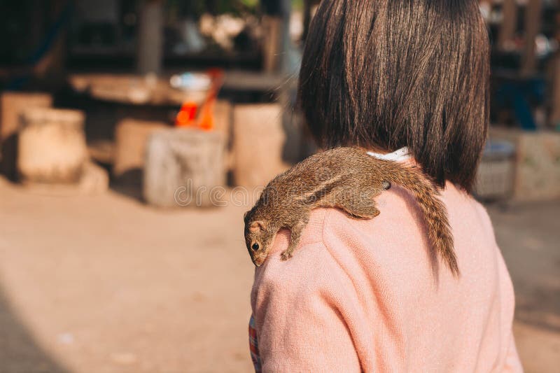 Squirrel with human stock photo. Image of berdmorei, look - 67629482