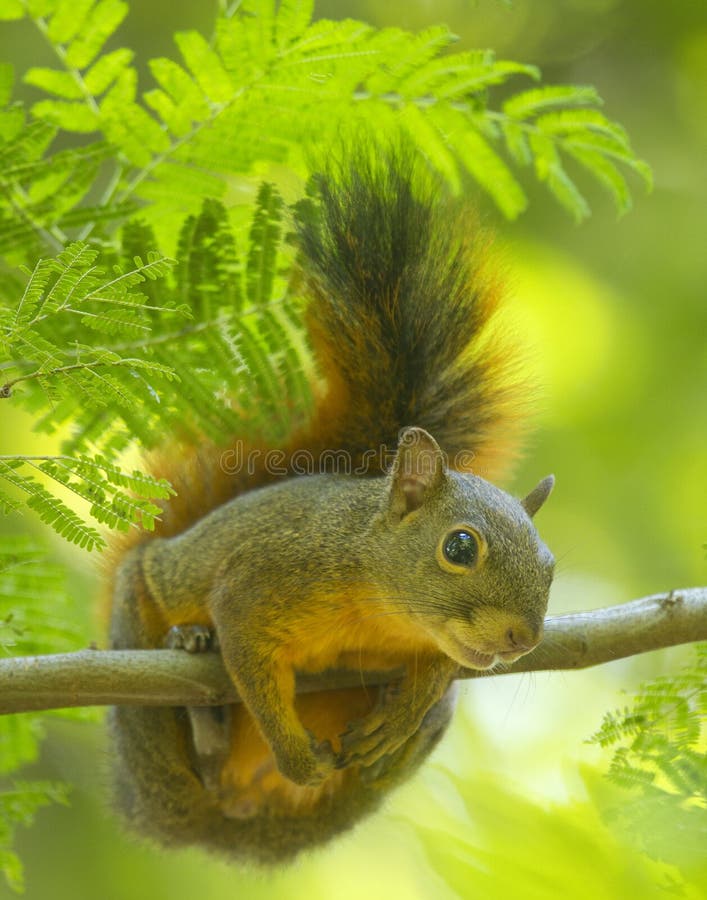 Friendly Squirrel in the Humid Forest Stock Photo - Image of juvenile ...