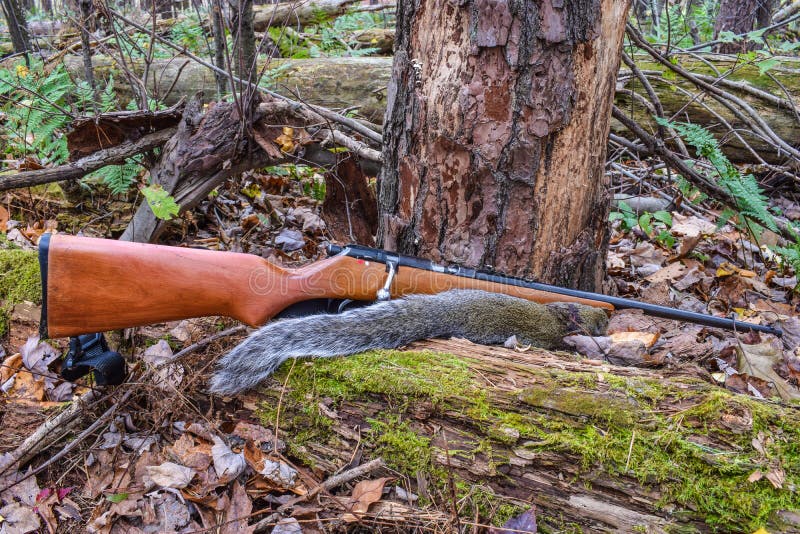 Squirrel Hunting stock photo. Image of gray, dead, bush - 79677874