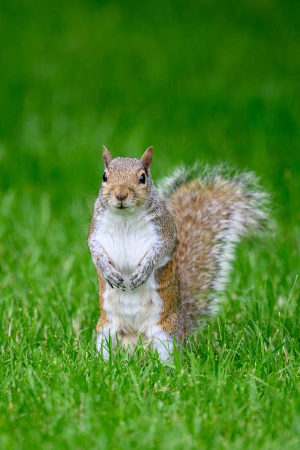 Squirrel in Hyde Park, London Stock Photo - Image of gray, amazing ...
