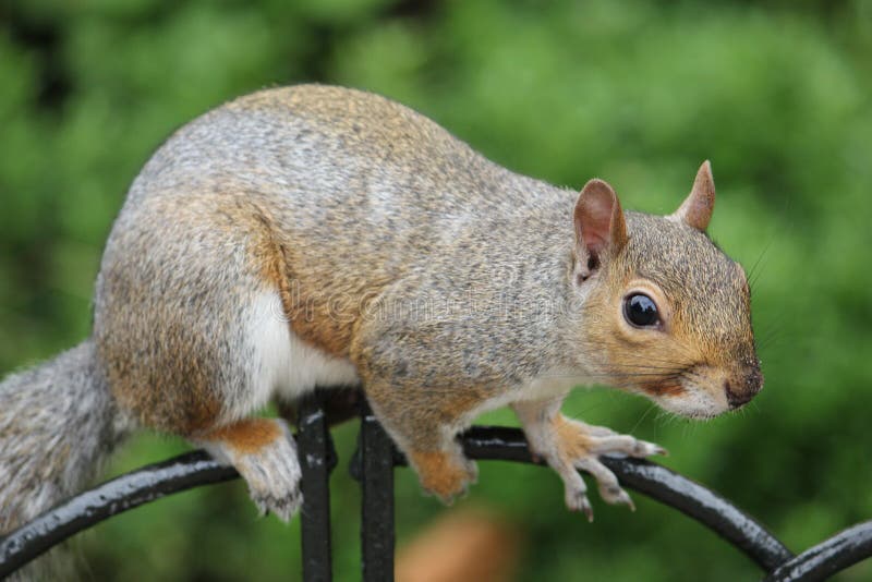 Squirrel in Hyde Park in London Stock Image - Image of head, relaxing ...