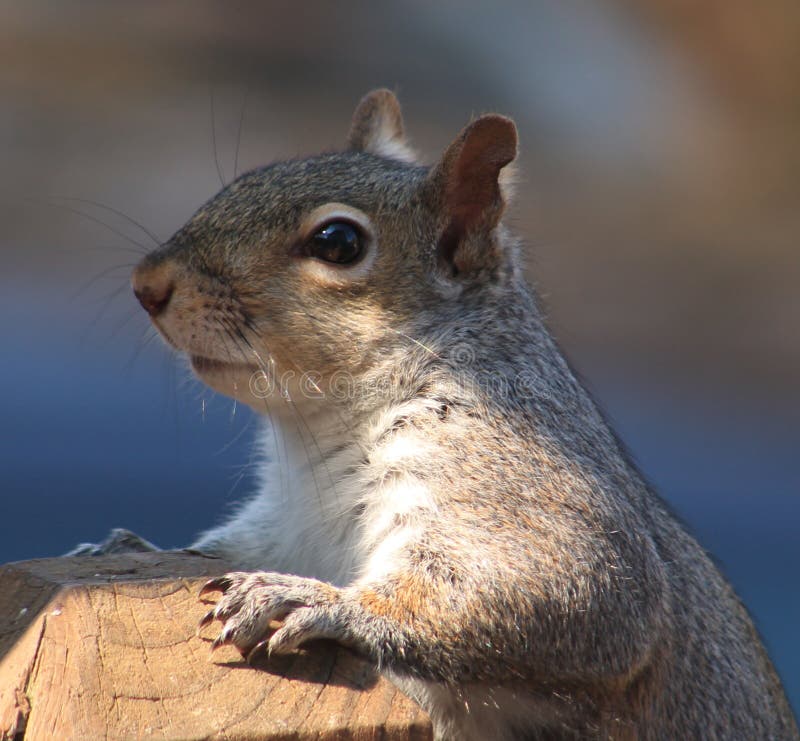 Squirrel stock photo. Image of squirrel, mammal, play - 53486924