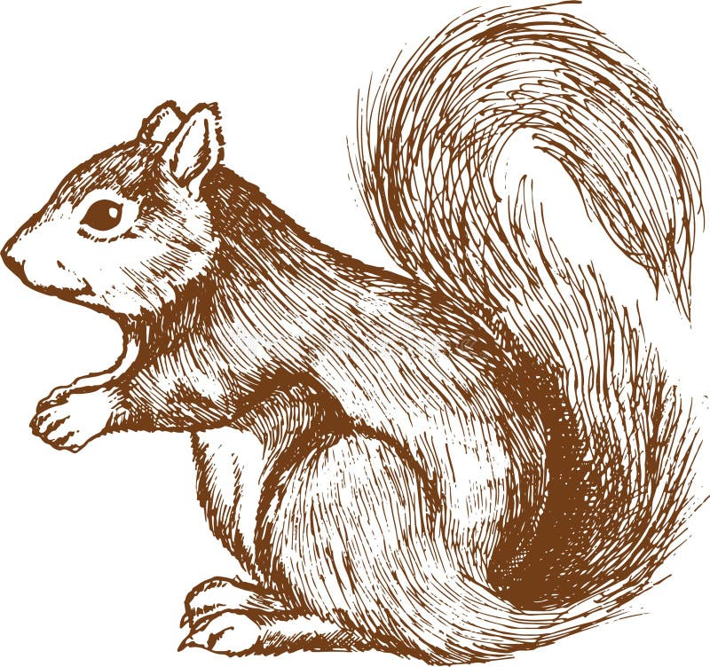 Squirrel Illustration Stock Illustrations – 49,075 Squirrel ...