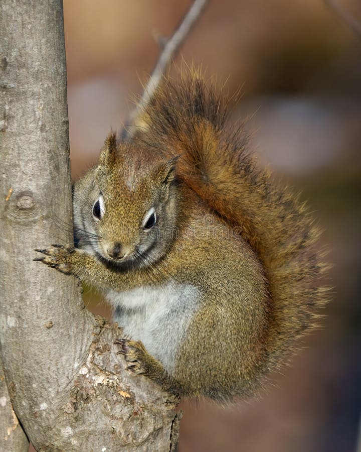 Squirrel Image and Photo. Close-up Profile View in the Forest Standing ...