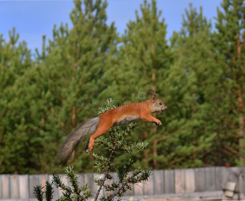 Squirrel in Jump, Flying Squirrel Stock Photo - Image of jumping ...