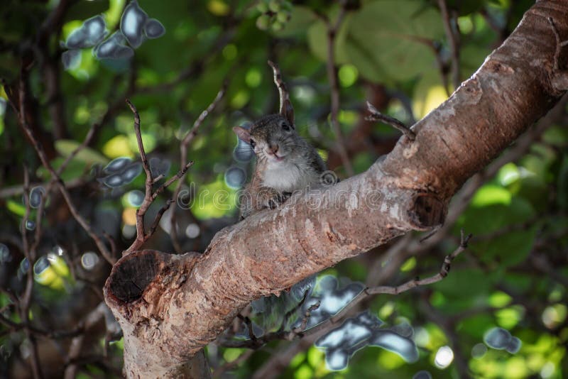 Squirrel Jumping through the Branches of a Tree Stock Photo - Image of ...