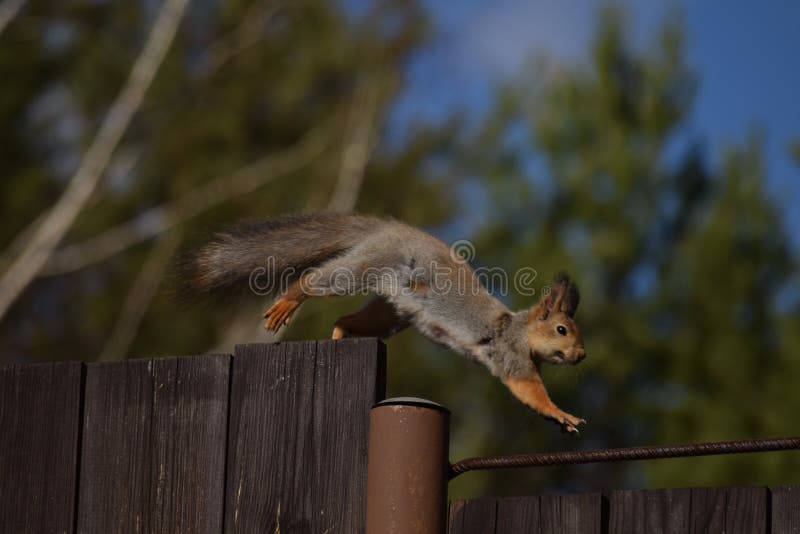 Squirrel Jumping on the Fence in the Spring Garden Stock Image - Image ...