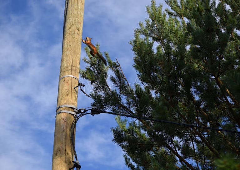Squirrel Jumping on the Pole from Pine Tree Stock Image - Image of ...