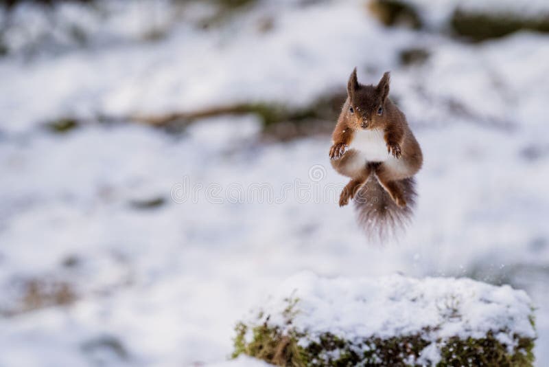 Squirrel in a Jumping Pose in Winter Stock Photo - Image of cute ...