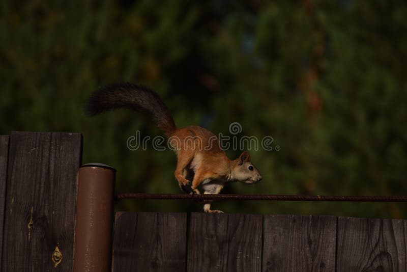 Squirrel Jumping, Running on the Fence in the Garden Stock Image ...