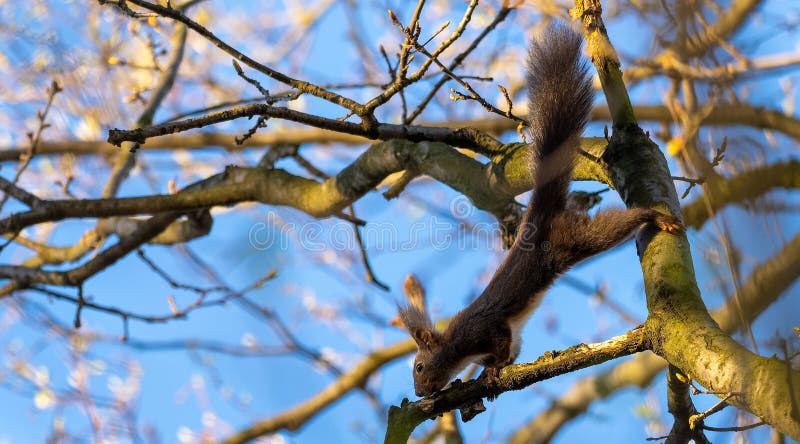 Squirrel Jumping on Tree Branches Stock Image - Image of plant ...