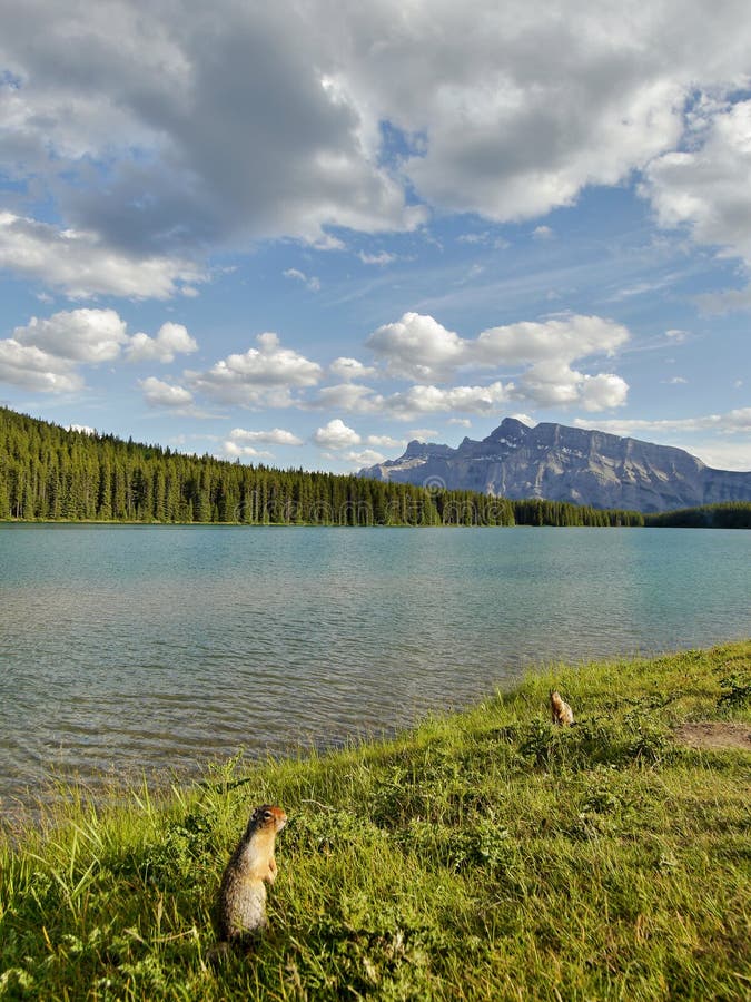 Squirrel at the lake stock photo. Image of british, landscape - 57121110