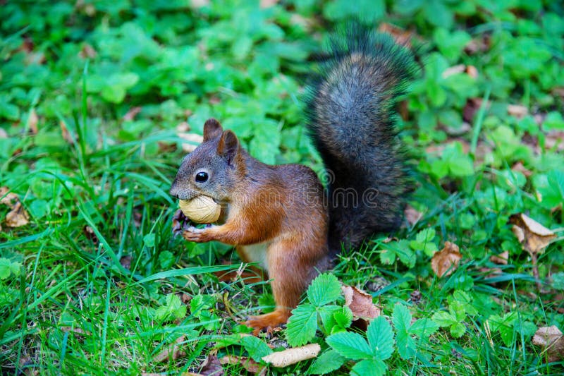 Squirrel (Latin Sciurus) with a Nut in His Teeth on a Background of ...