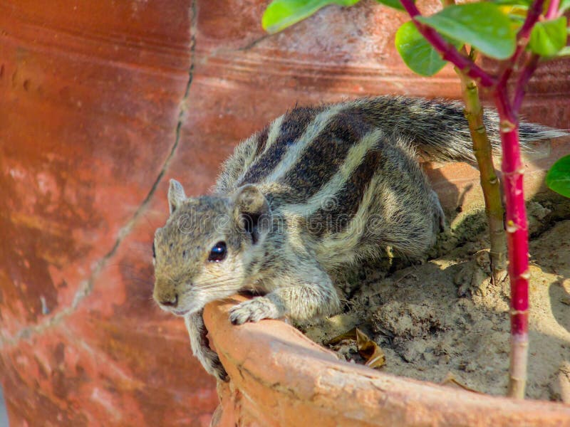 Squirrel laying down stock photo. Image of rock, alert - 92046008