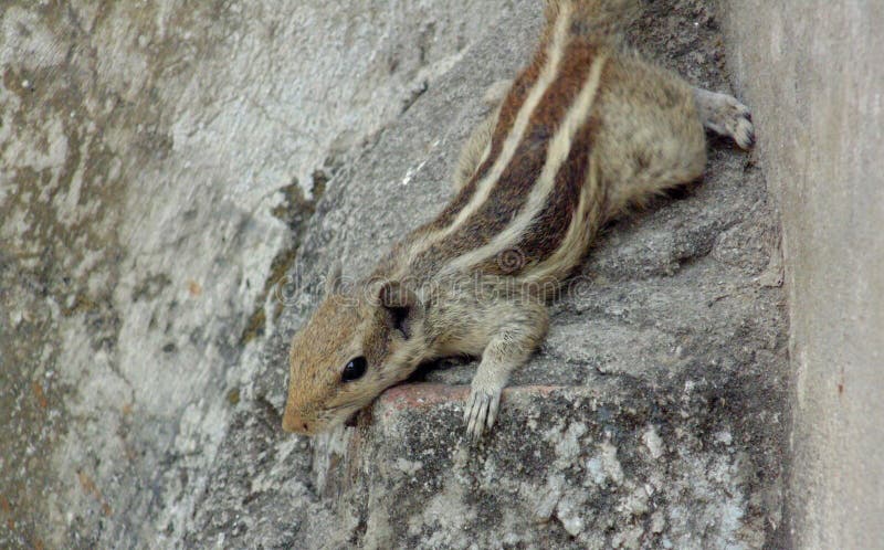 Down Laying Squirrel Stock Photos - Free & Royalty-Free Stock Photos ...