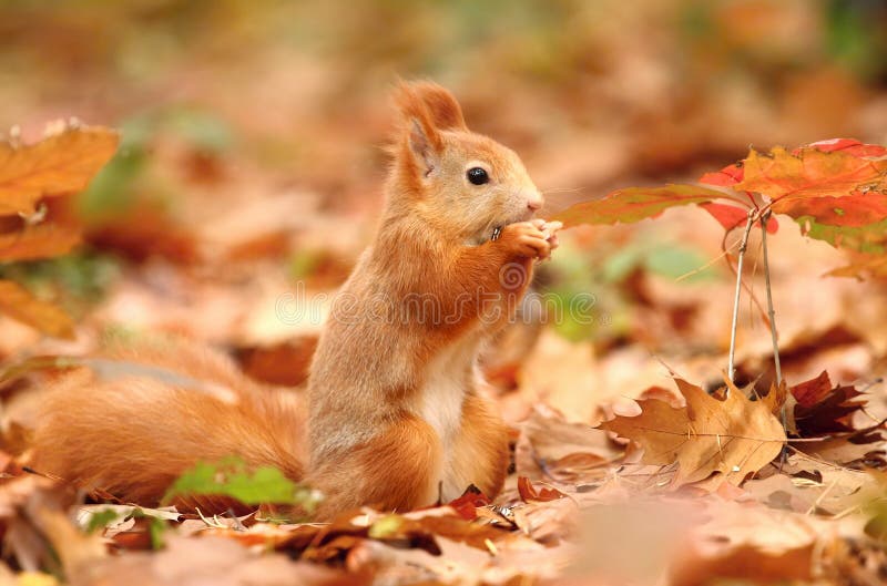 Squirrel in leaves stock image. Image of park, redsquirrel - 35834381