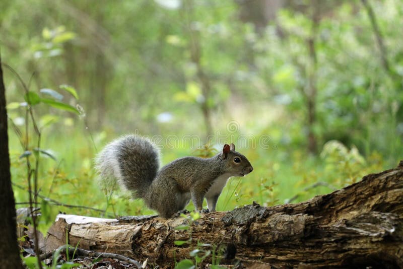 Squirrel on the log stock image. Image of green, squirrel - 93742055