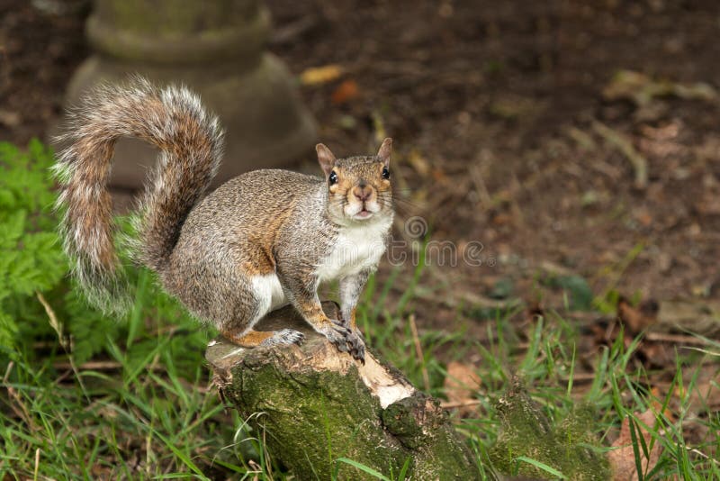 Squirrel on a log stock photo. Image of moss, furry - 100592998