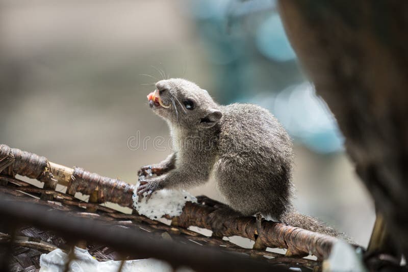 Squirrel with Long and Sharp Fangs in the Mouth Stock Image - Image of ...