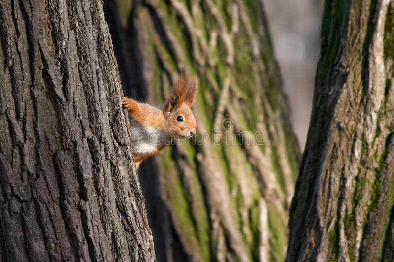 Squirrel Look Out from Tree Stock Image - Image of play, squirrel: 2202241