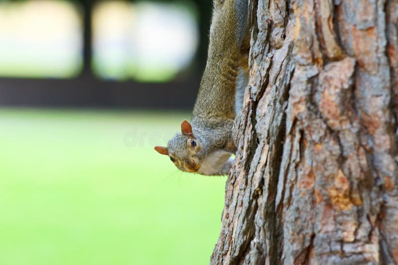 Squirrel Looking Around while Climbing Down a Tree Stock Image - Image ...