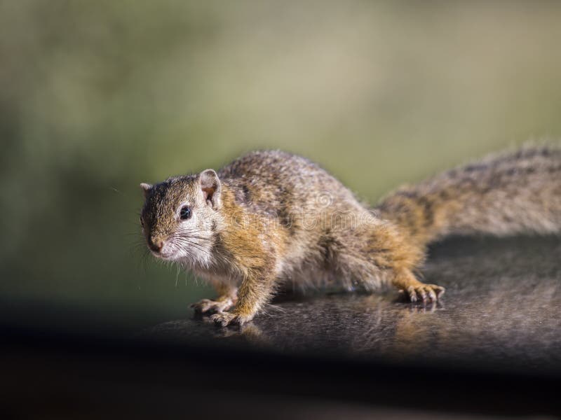 A Squirrel Looking at the Camera Closeup Stock Photo - Image of ...