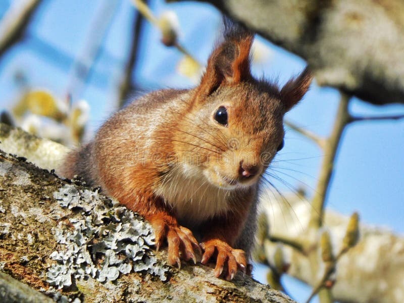 Squirrel Looking into the Camera Stock Image - Image of animal ...