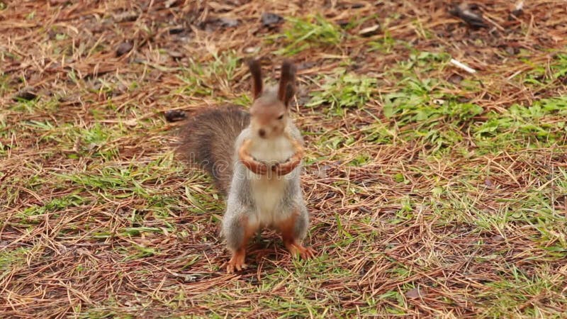 Squirrel looking at camera stock footage. Video of rodent - 109095350