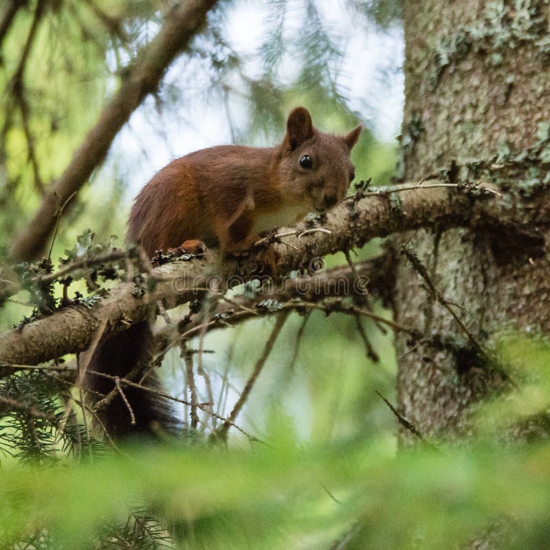 Swedish Squirrel Stock Photos - Free & Royalty-Free Stock Photos from ...