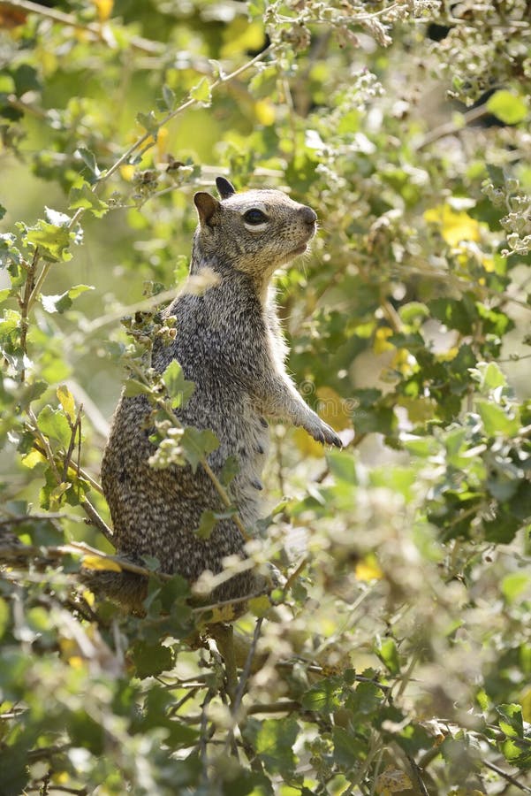 Squirrel stock image. Image of food, squirrel, feeding - 72209775