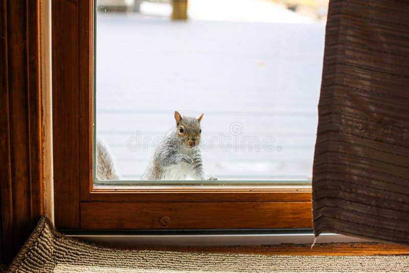 Squirrel Looking Inside Home through Slider Door Stock Image - Image of ...