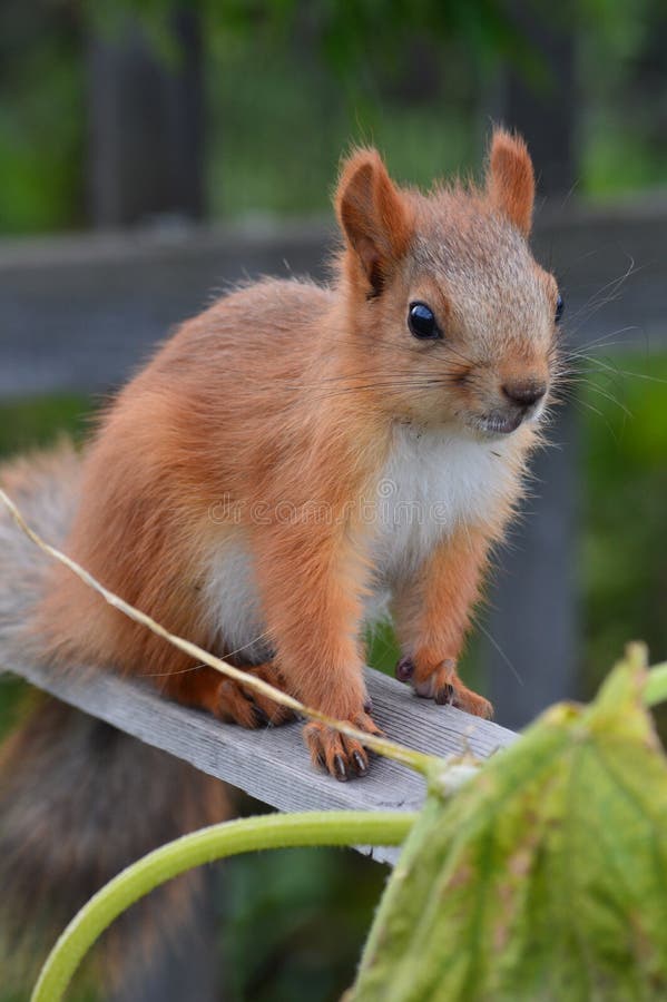 Squirrel looking stock photo. Image of summer, fluffy - 80722336