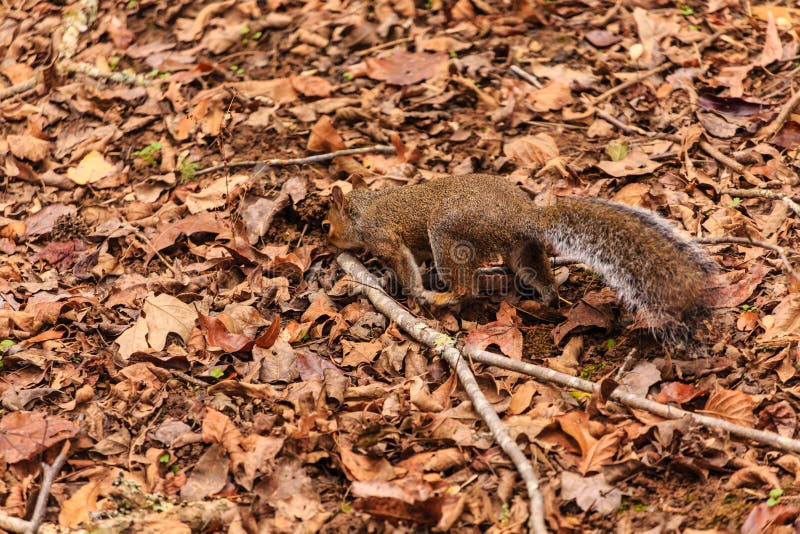 Squirrel Looking for Nuts stock photo. Image of looking - 103710744