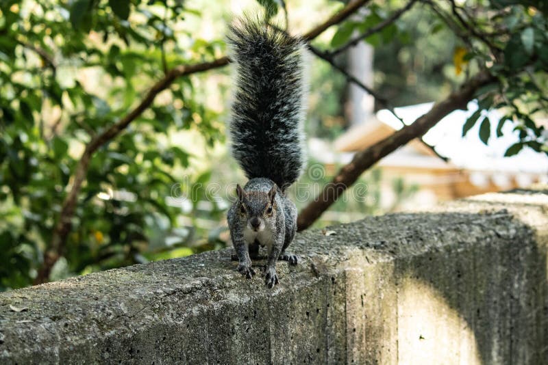 Squirrel Looking To the Camera. Stock Image - Image of animals, camera ...