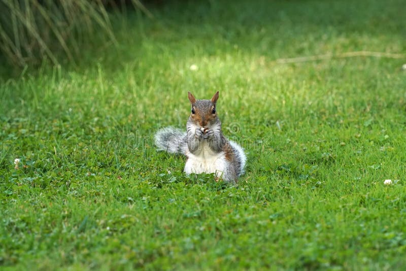 Squirrel Looking at You Holding a Nut Stock Photo - Image of eastern ...