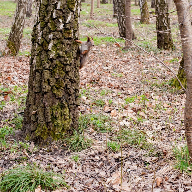 Squirrel Looks Out from Behind a Tree Trunk Stock Image - Image of ...